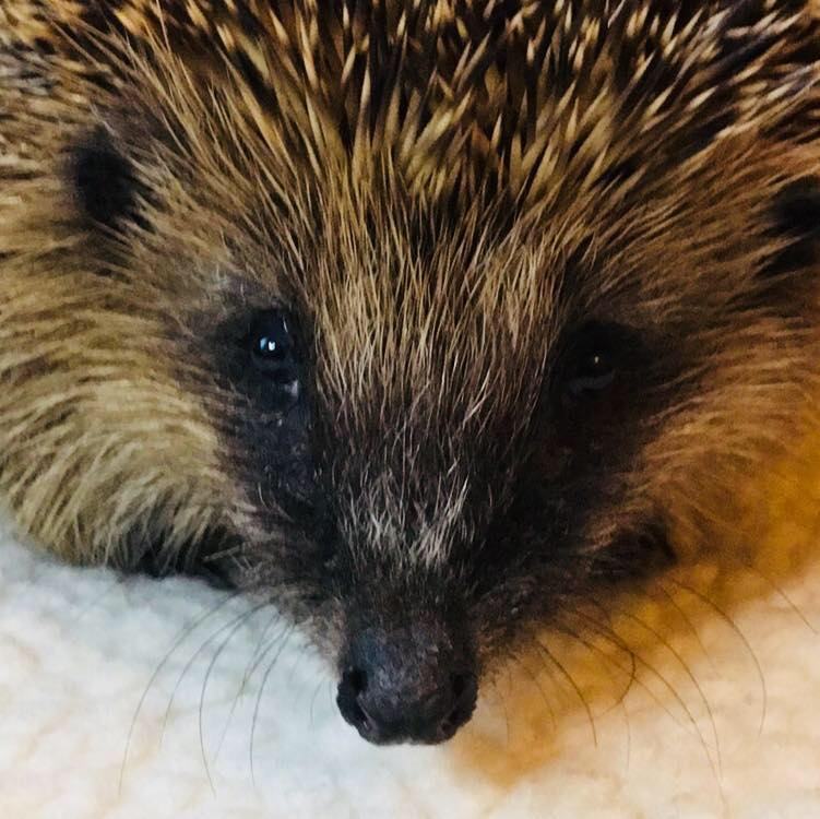 A New Patient at The Hedgehoggery in West Yorkshire. - Brinsea