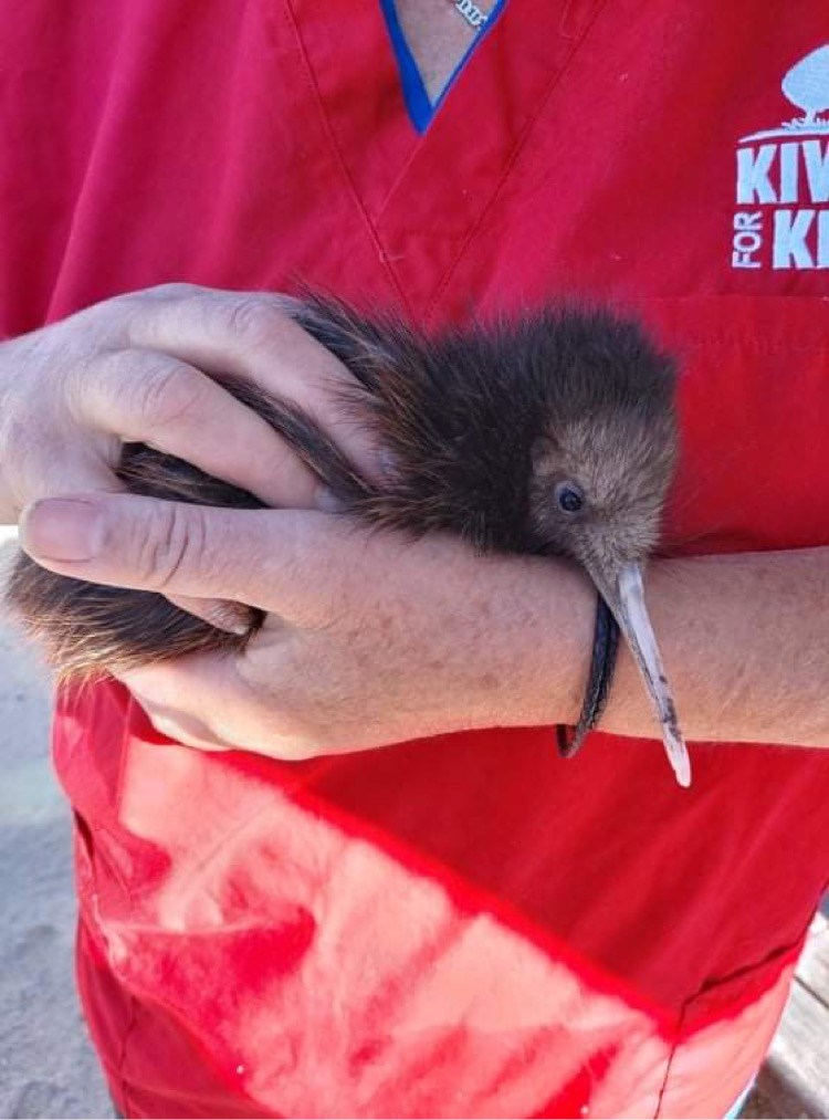 Kiwi Chick Supported in Brinsea TLC-30 ICU - Brinsea