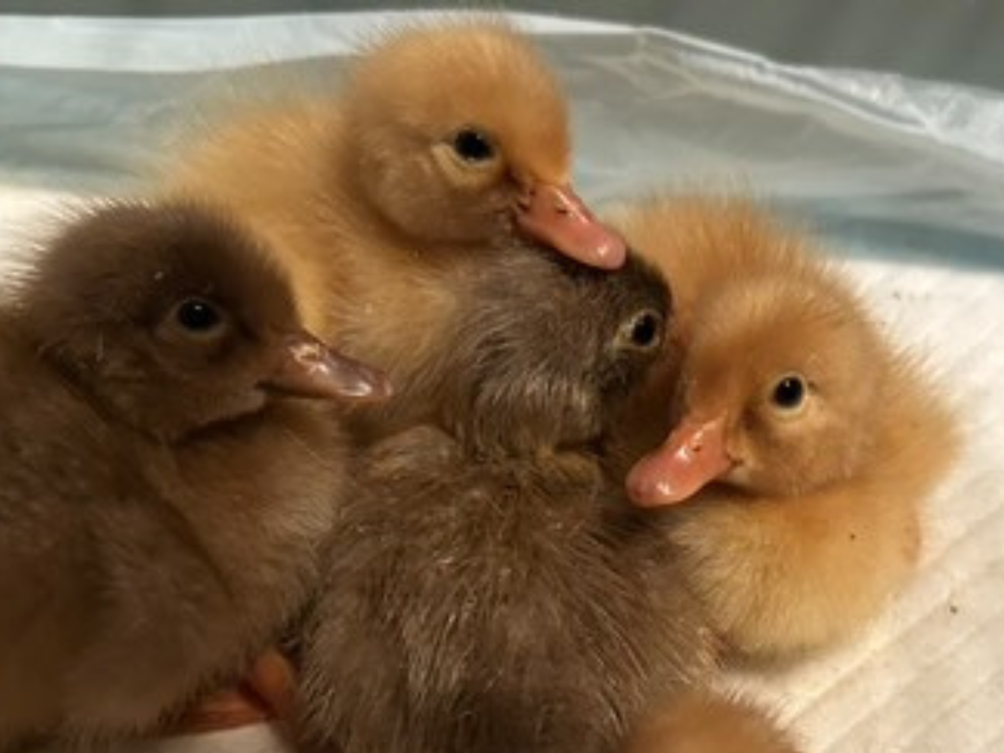 Saving Our Ducklings: How Brinsea and English Country Life Came to the ...